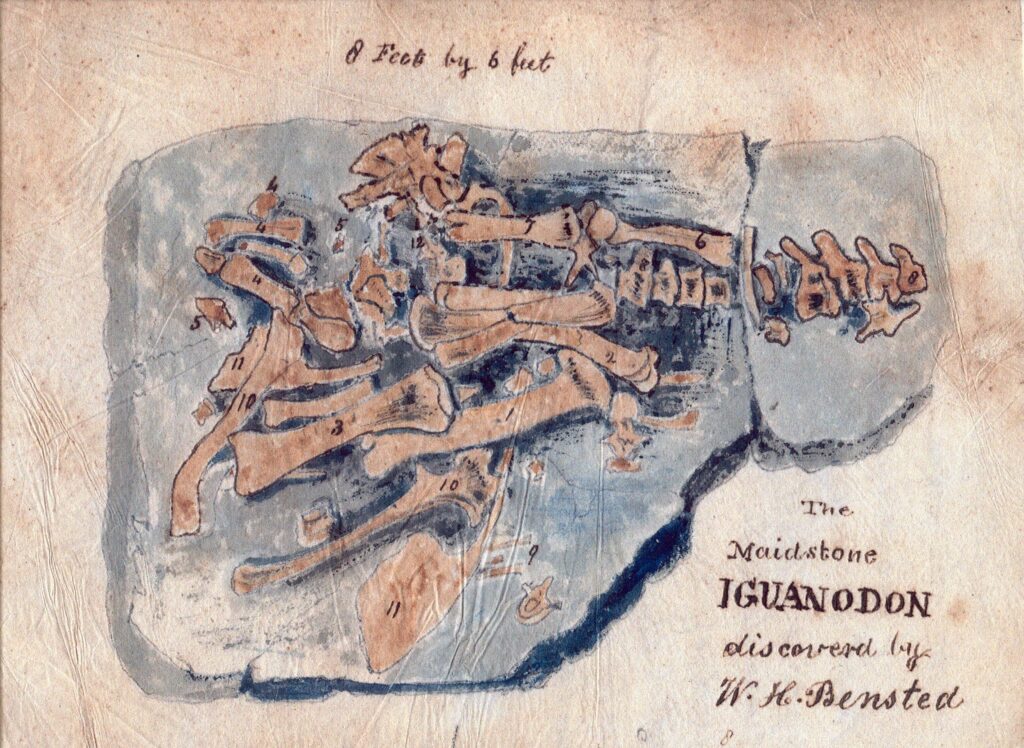 What killed the dinosaurs? By Tony Mitchell, Museum volunteer ...
