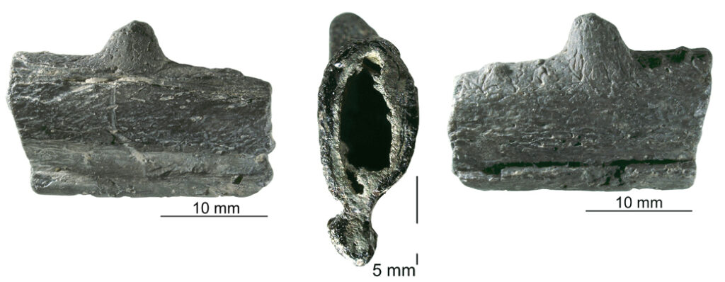 Hen’s teeth from Sheppey | Maidstone Museum