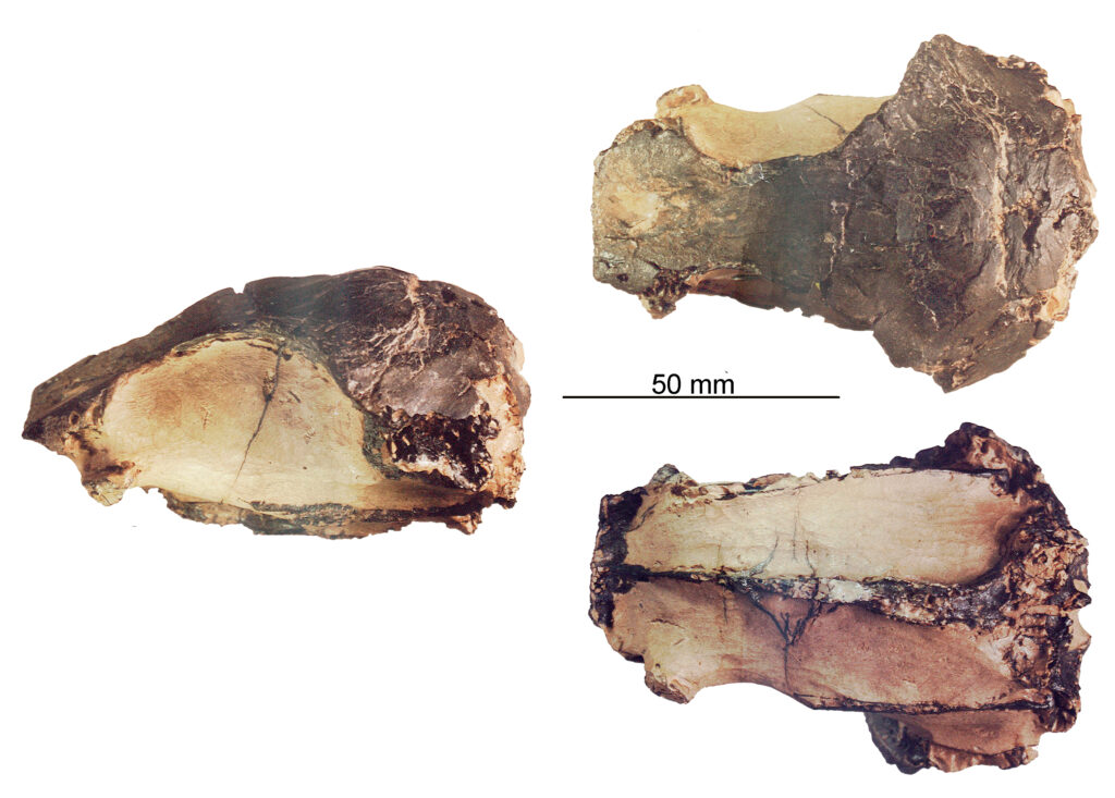 Hen’s teeth from Sheppey | Maidstone Museum