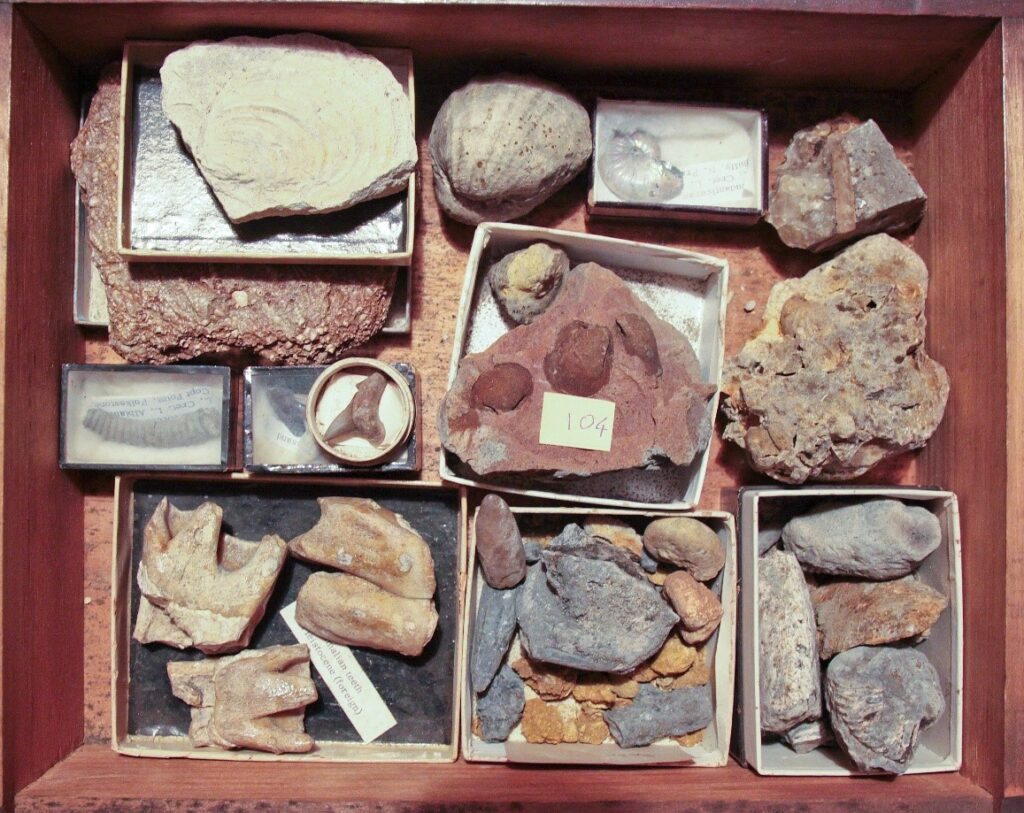 What Do I Do With My Collection? | Maidstone Museum