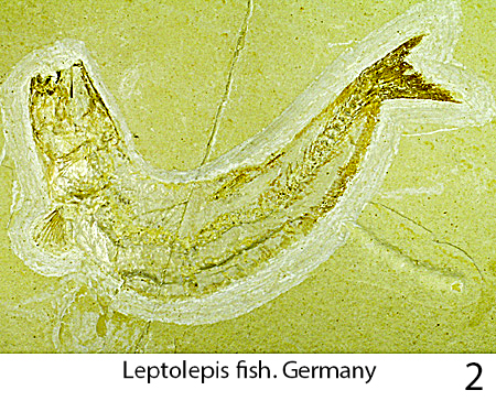 How fossils become stone and what can happen to them in a collection ...