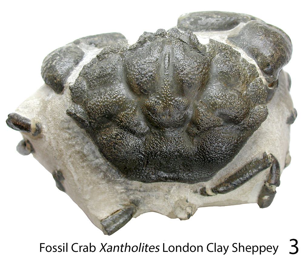 How fossils become stone and what can happen to them in a collection ...