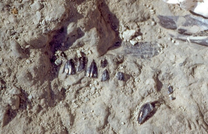 Kentish Ragstone and the Maidstone Iguanodon Blog | Maidstone Museum