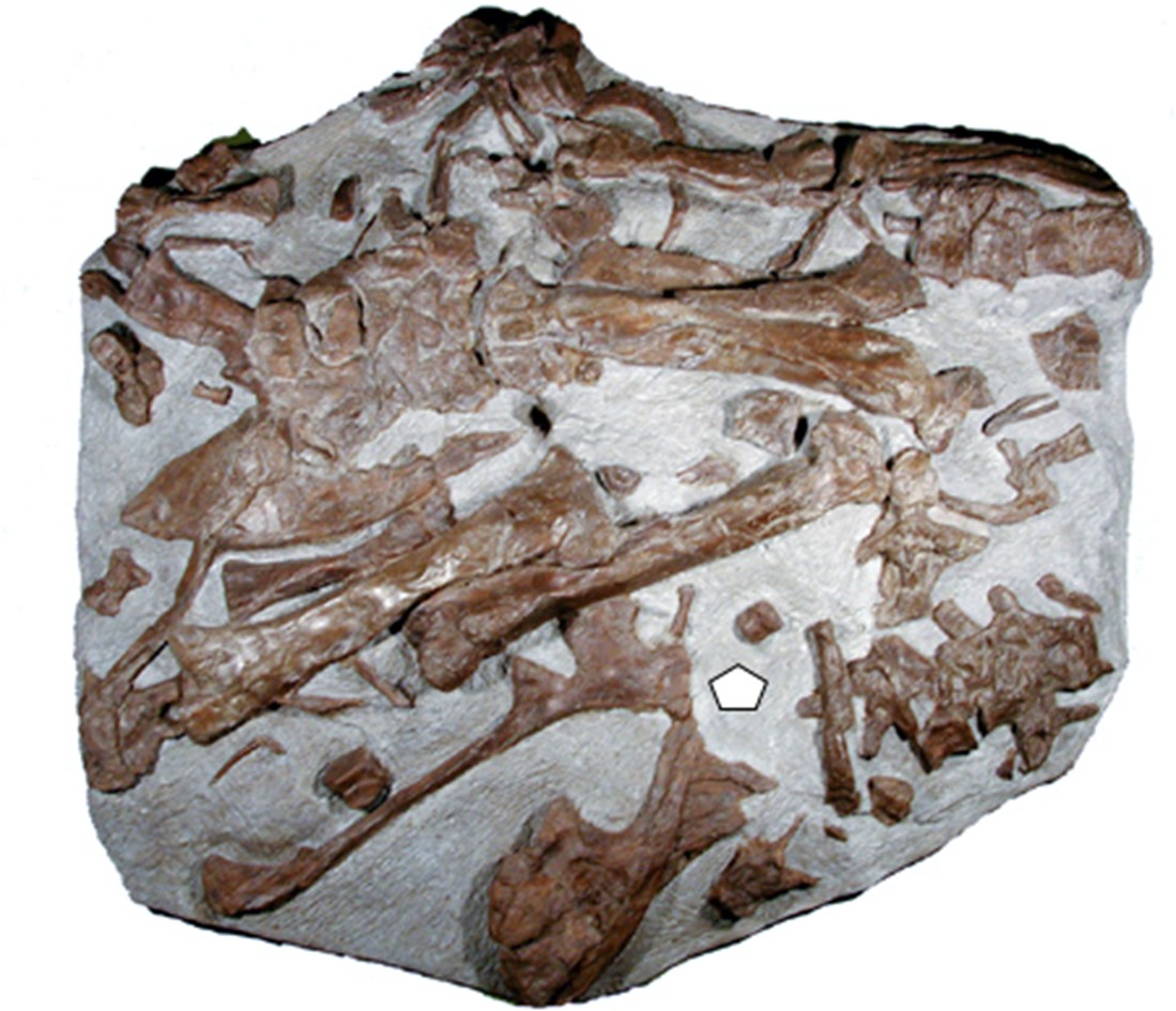 Kentish Ragstone and the Maidstone Iguanodon Blog | Maidstone Museum